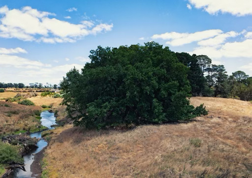 SIGNIFICANT TREES - Kingston Avenue of Honour